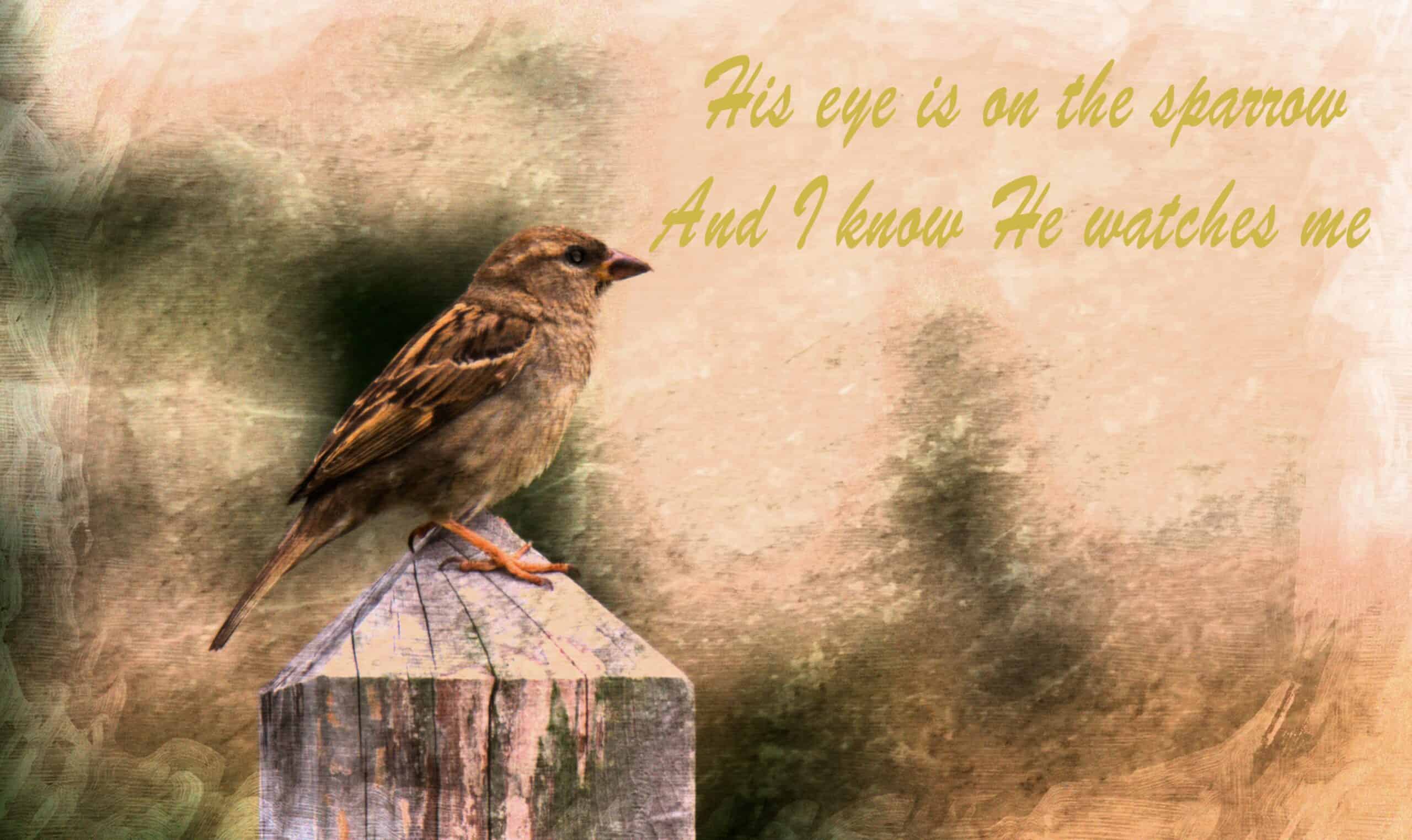 His eye is on the sparrow | St. Luke's